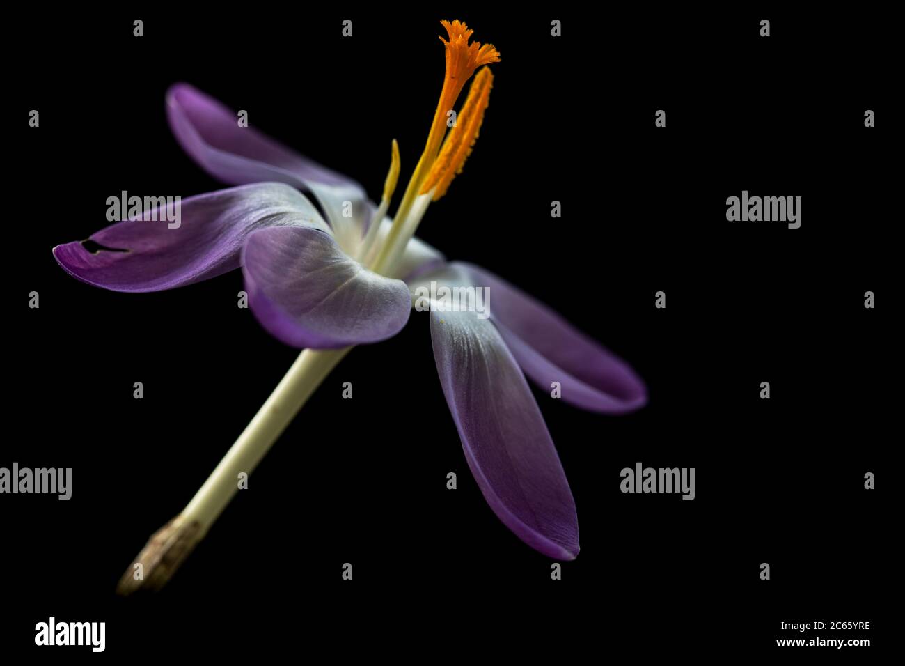 Early Crocus, Crocus tommasinianus Stock Photo - Alamy