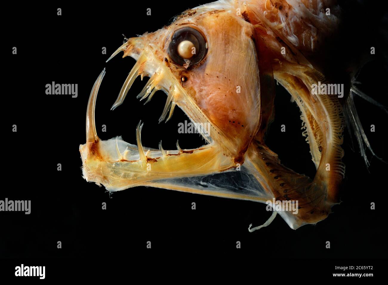 Abyssal Zone Angler Fish