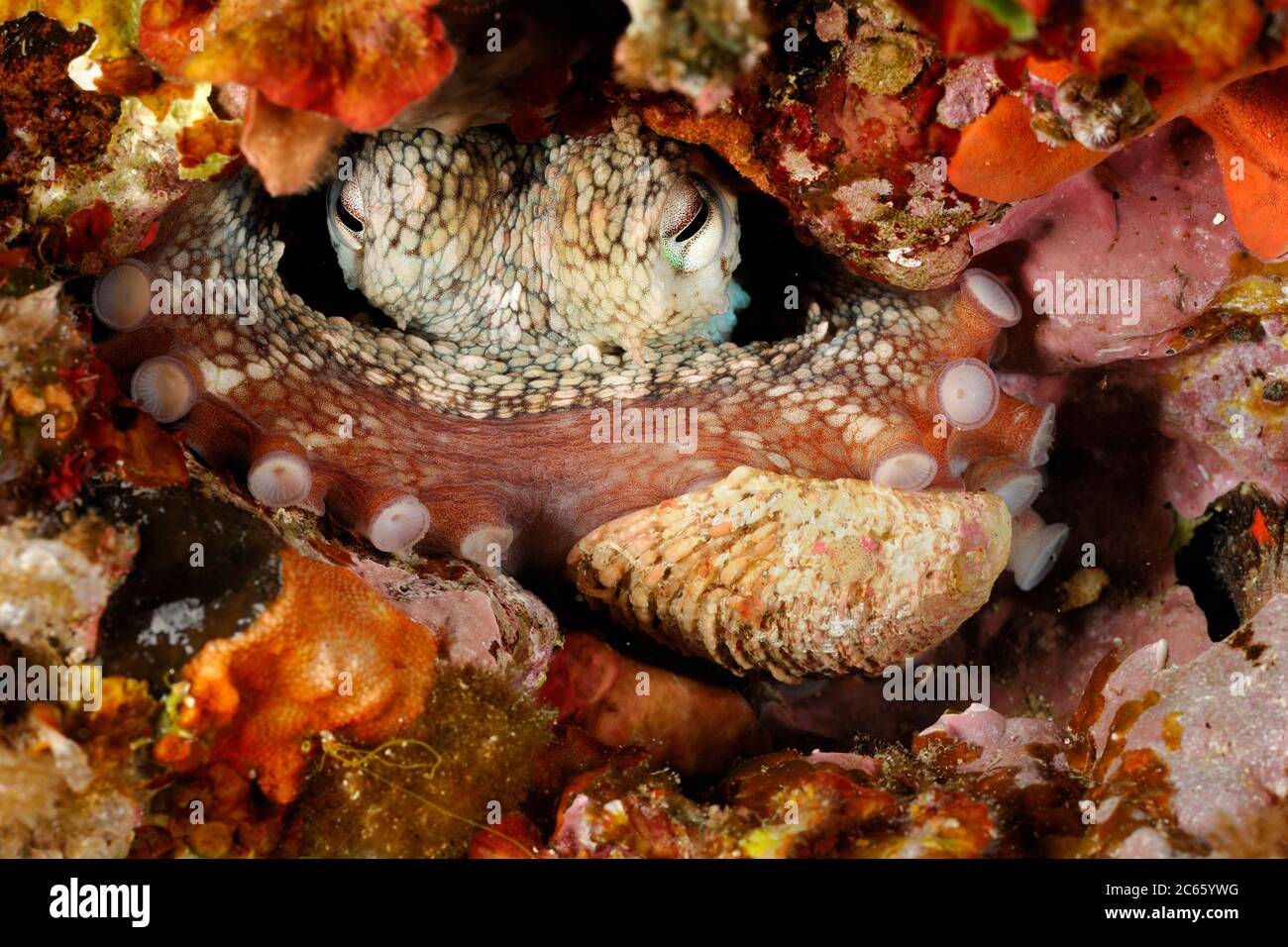 Octopus (Octopus vulgaris) [size of single organism: 25 cm] (Octopoda ...