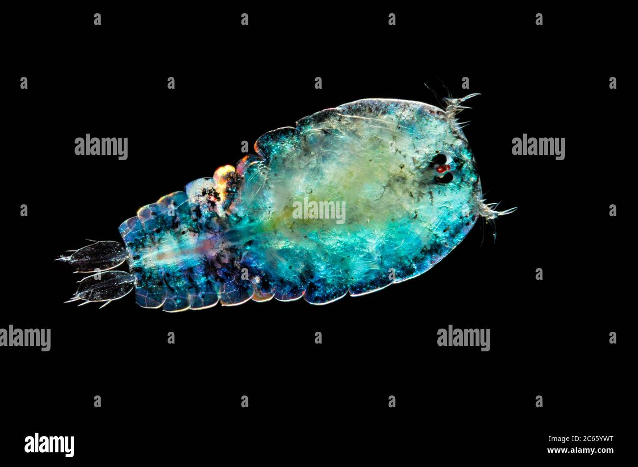 Fascinating marine life hi-res stock photography and images - Alamy