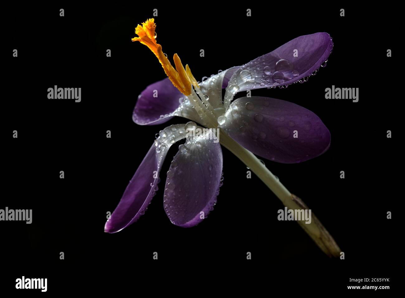 Early Crocus, Crocus tommasinianus Stock Photo - Alamy