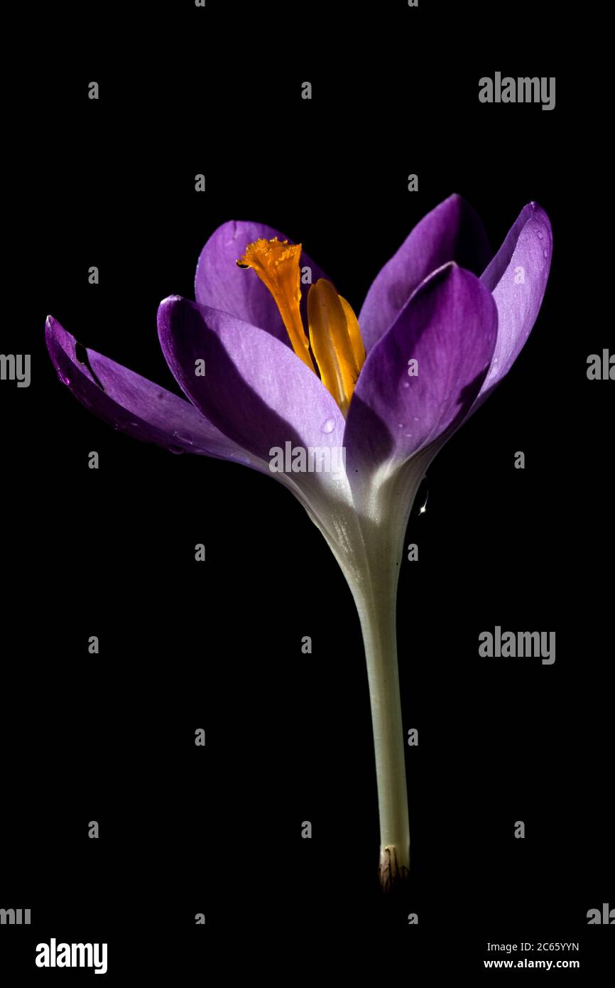 Early Crocus, Crocus tommasinianus Stock Photo - Alamy