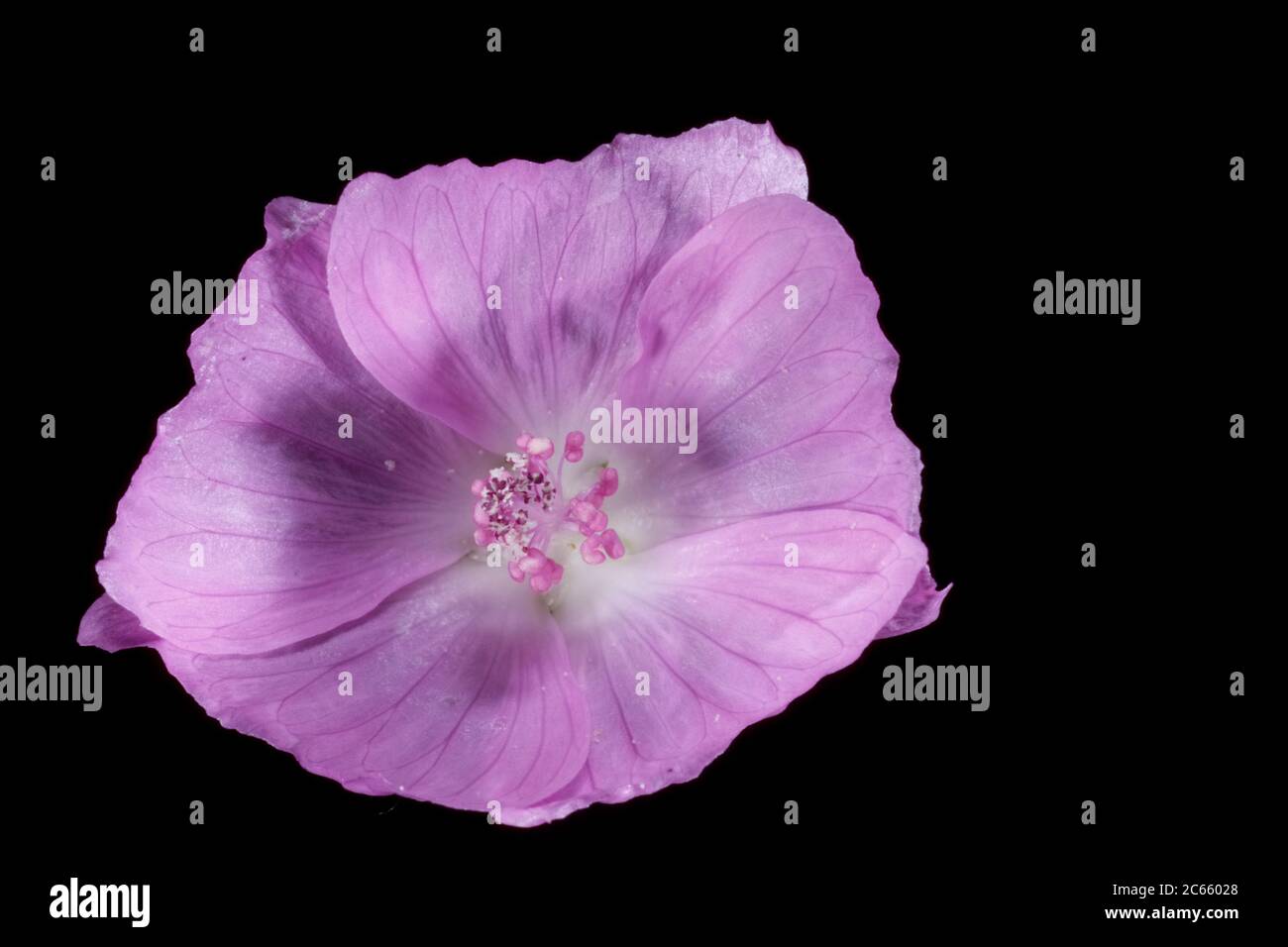 Plant malva moschata hi-res stock photography and images - Alamy