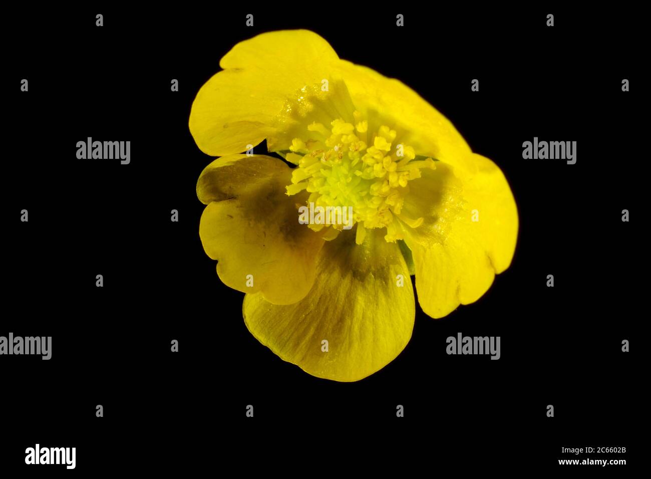 Meadow buttercup, Ranunculus acris Stock Photo - Alamy