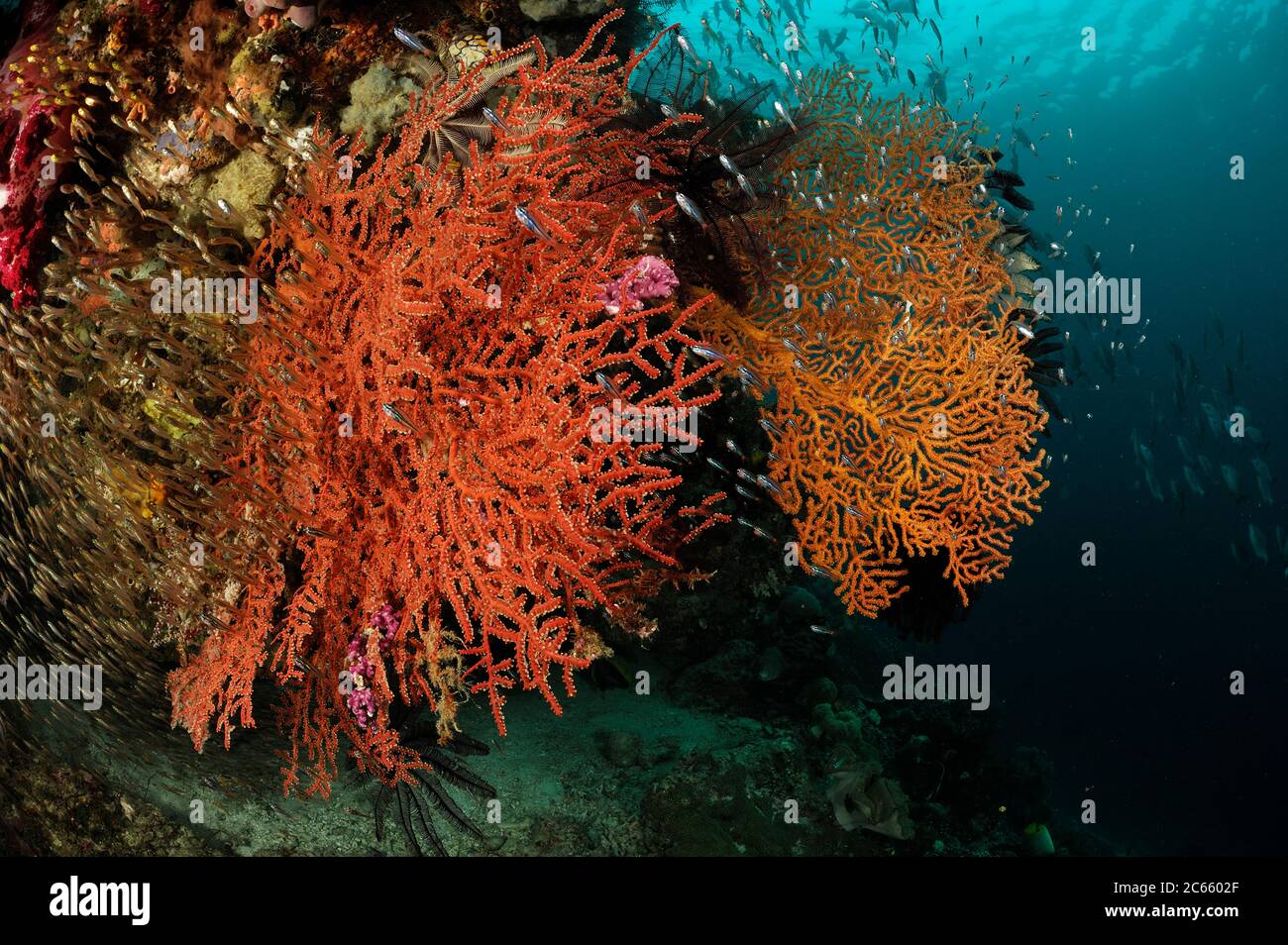 Marine octocorals (Astrogorgia sp.) Raja Ampat, West Papua, Indonesia ...