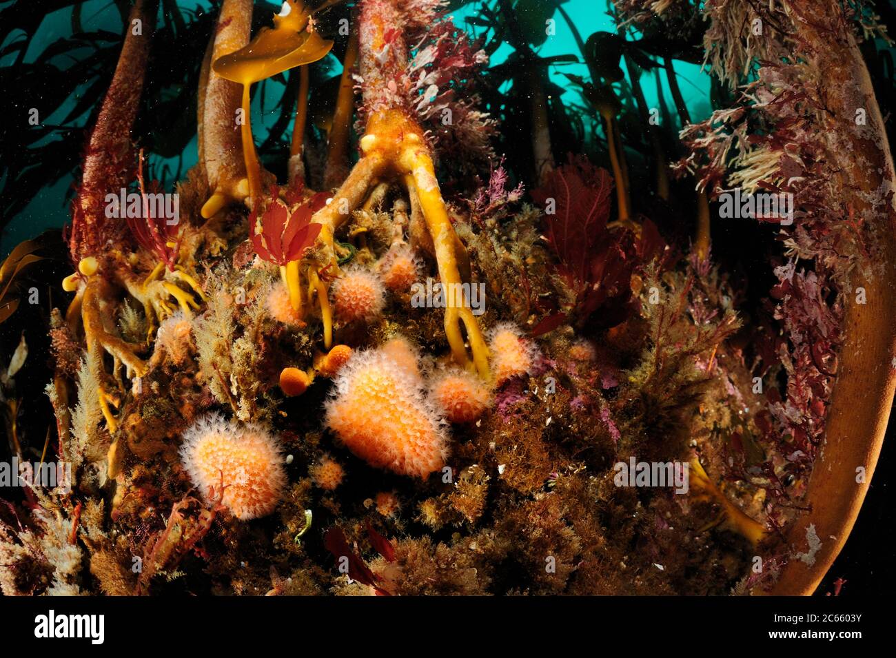 Kelp forest laminaria hyperborea with dead mans fingers alcyonium ...