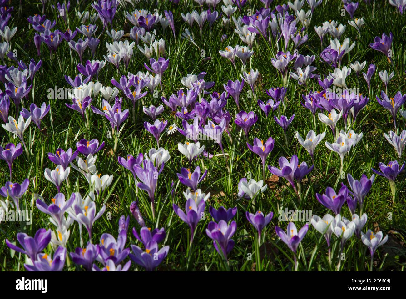 Flowering Dutch Crocus Stock Photo - Alamy