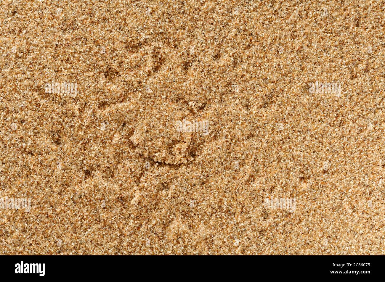 Dune spider burrow (Leucorchestris arenicola) In the early morning ...