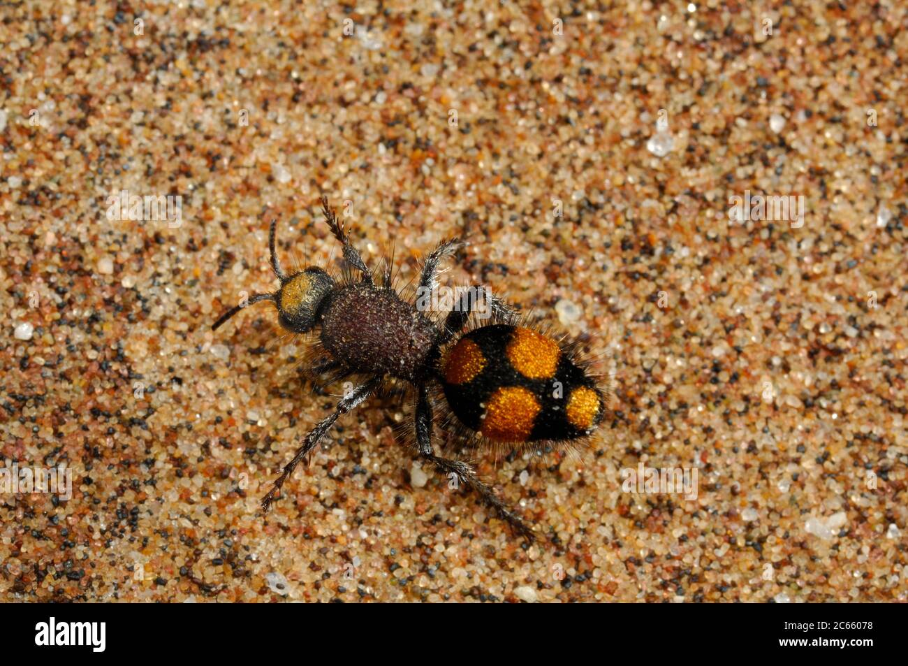 Velvet ant hi-res stock photography and images - Alamy
