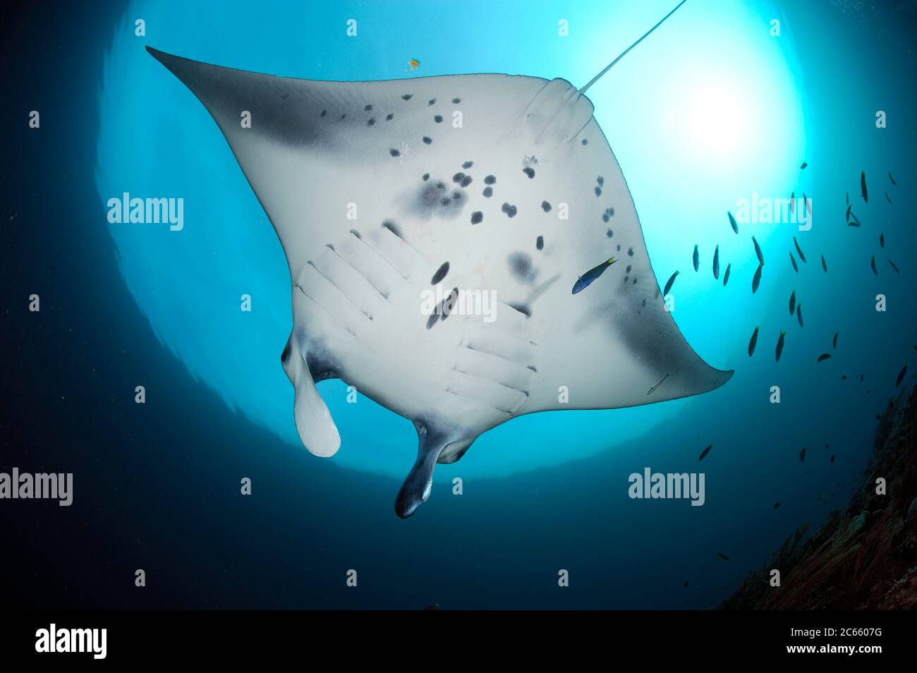 Giant manta rays (Manta birostris) at cleaning station North Raja Ampat ...