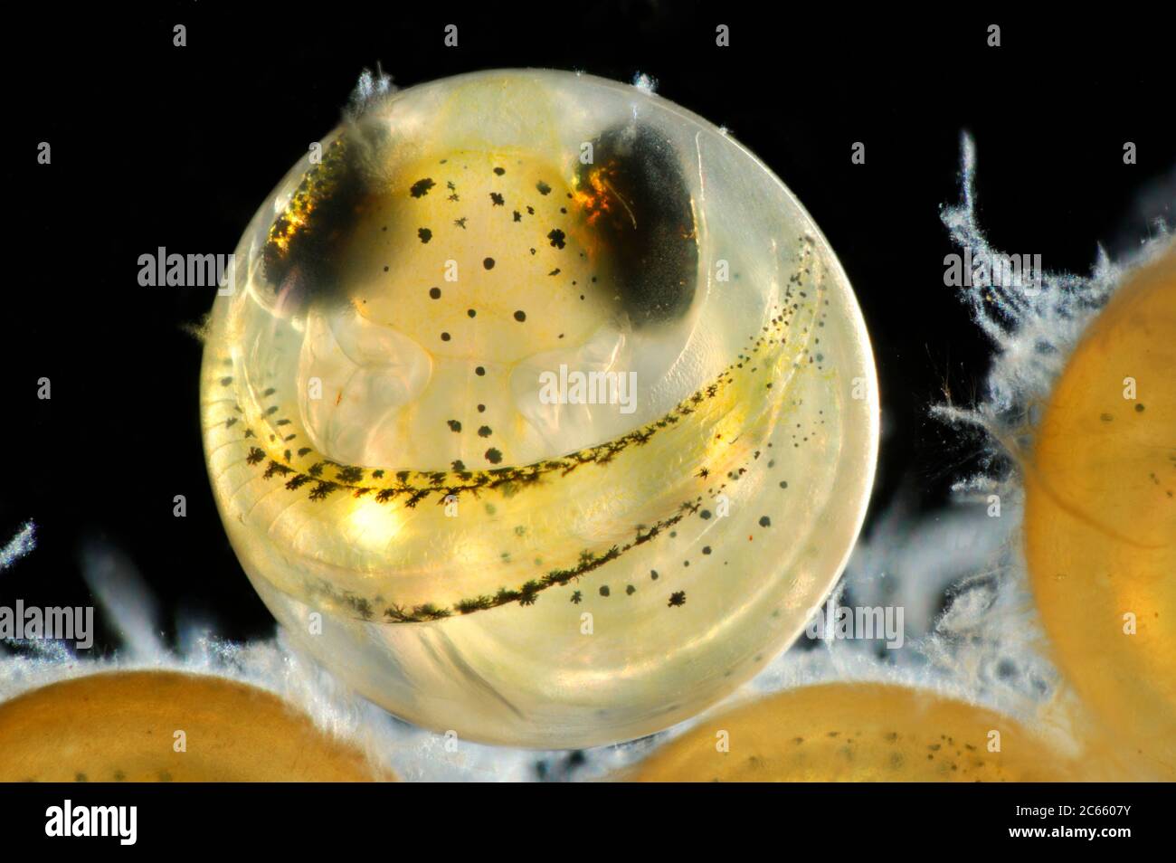 Eggs of European whitefish (Coregonus lavaretus) (captive & Digital ...