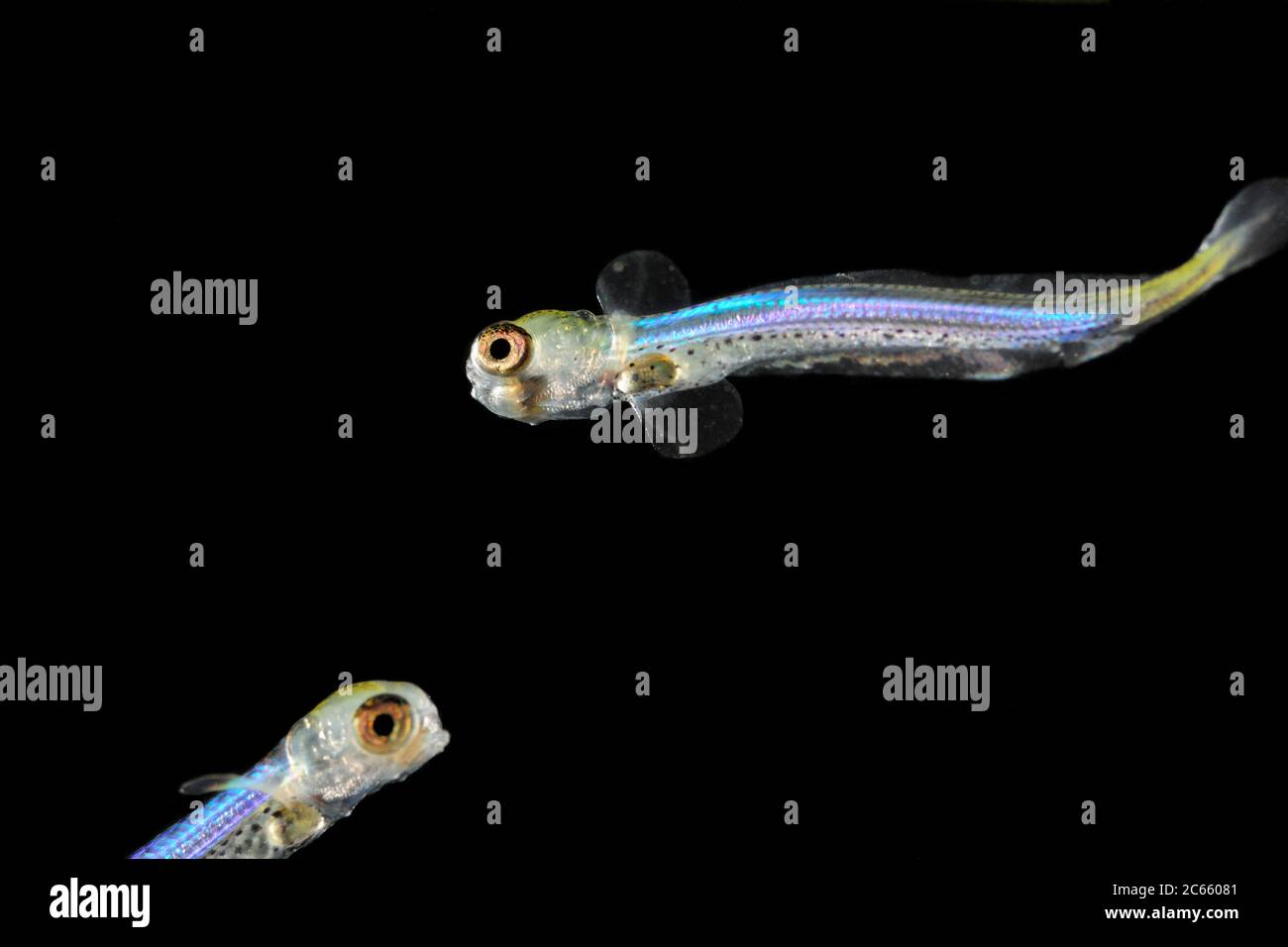 Freshwater whitefish fish hi-res stock photography and images - Alamy