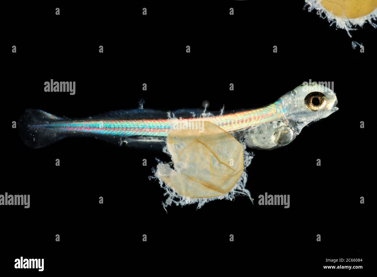 Coregonus hi-res stock photography and images - Alamy