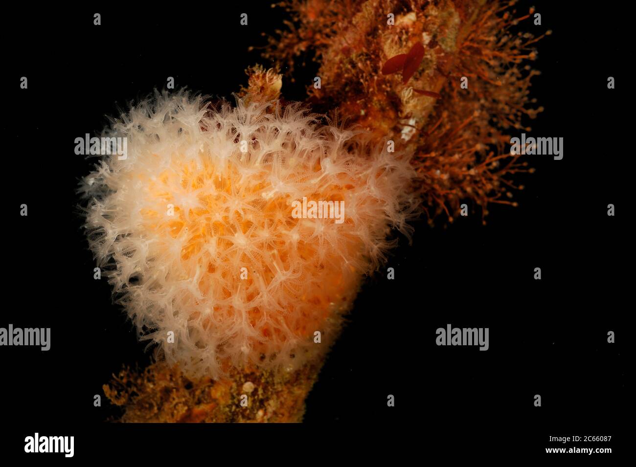 Dead mans fingers sea fingers alcyonium digitatum hi-res stock ...