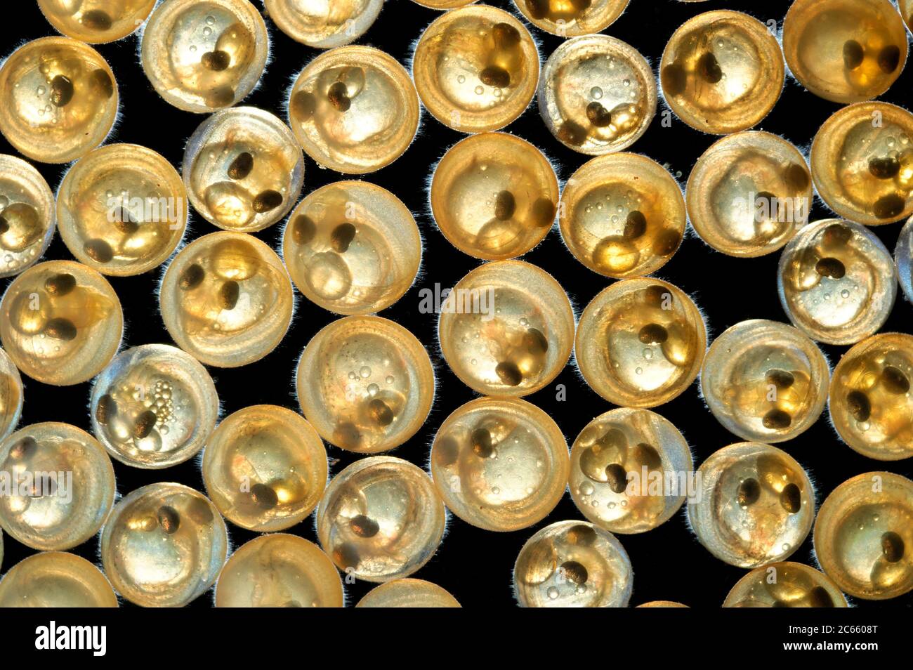 European whitefish (Coregonus lavaretus) (captive & Digital focus ...