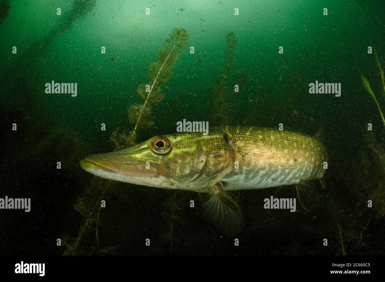 Stechlin see hi-res stock photography and images - Alamy