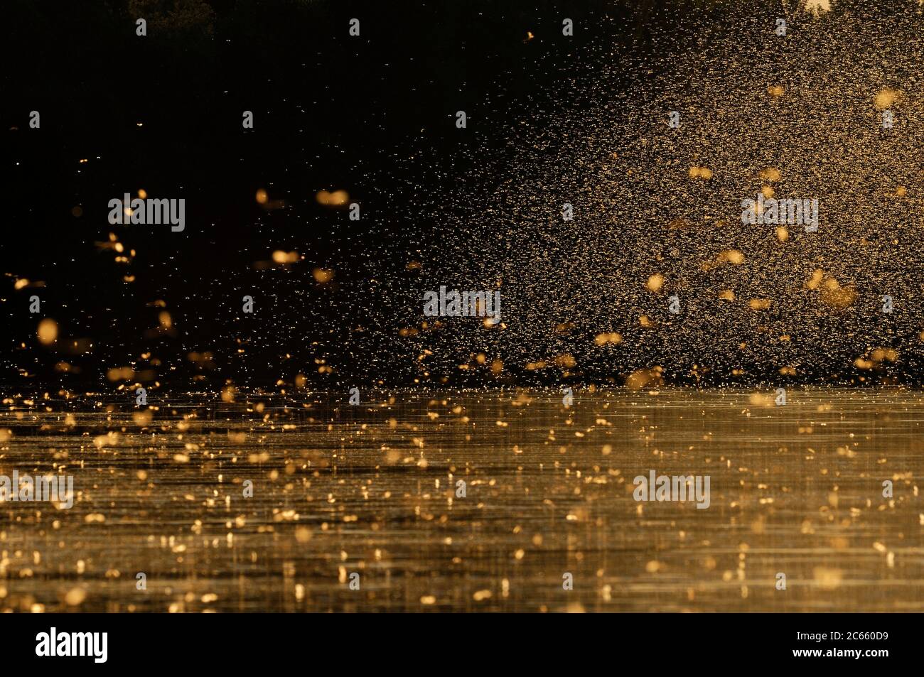 Mayflies hi-res stock photography and images - Alamy