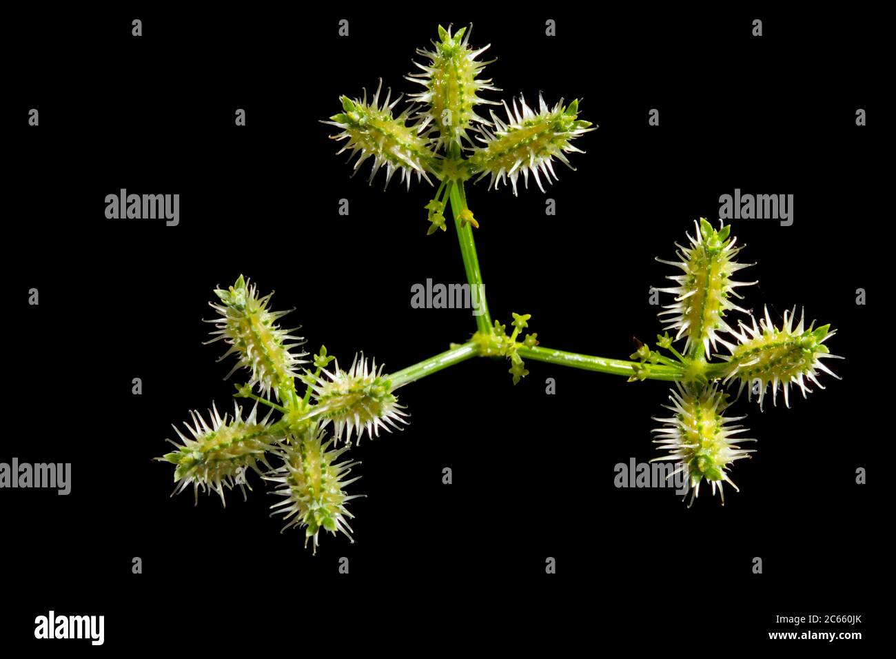 Bur seed hi-res stock photography and images - Alamy