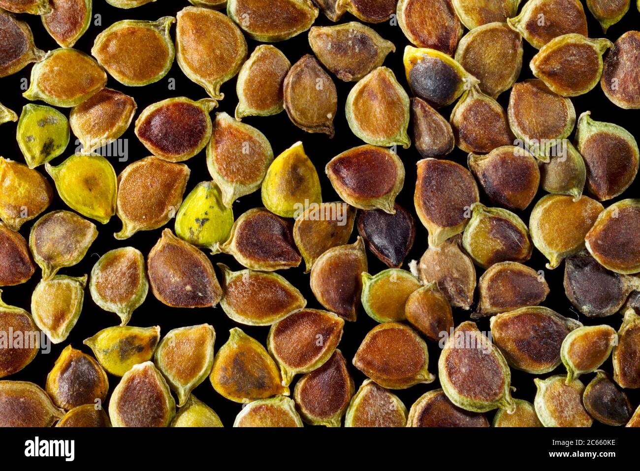 Seed of Meadow buttercup, Ranunculus acris Stock Photo - Alamy