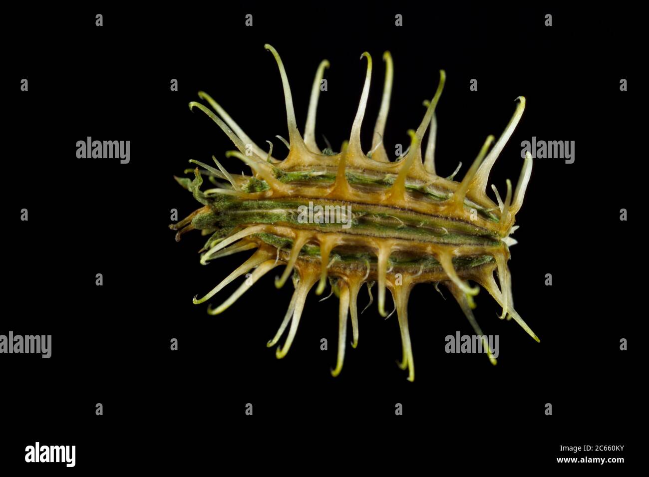 Bur seed hi-res stock photography and images - Alamy