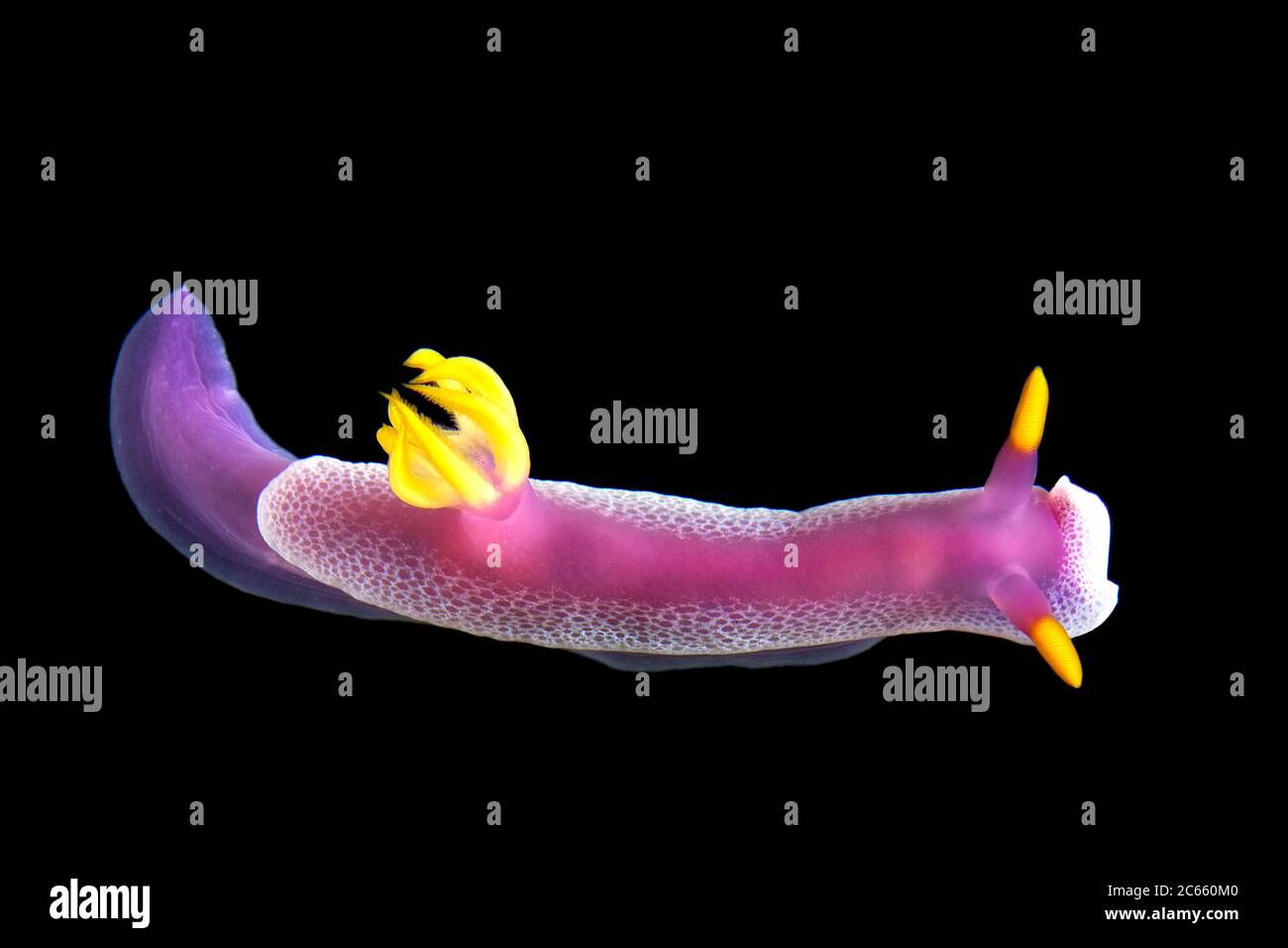 Pink sea slug hi-res stock photography and images - Alamy