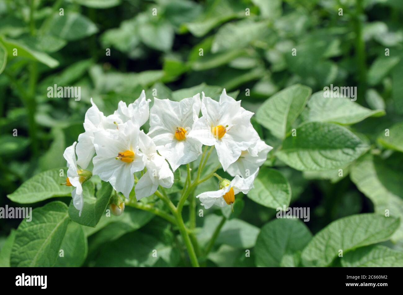 Flowering potato. Potato flowers blossom in sunlight grow in plant ...