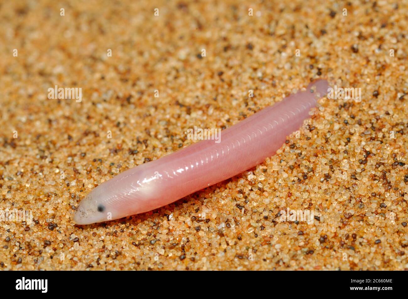 Skink, Typhlosaurus braini, Sand dune, Namib Desert Stock Photo - Alamy