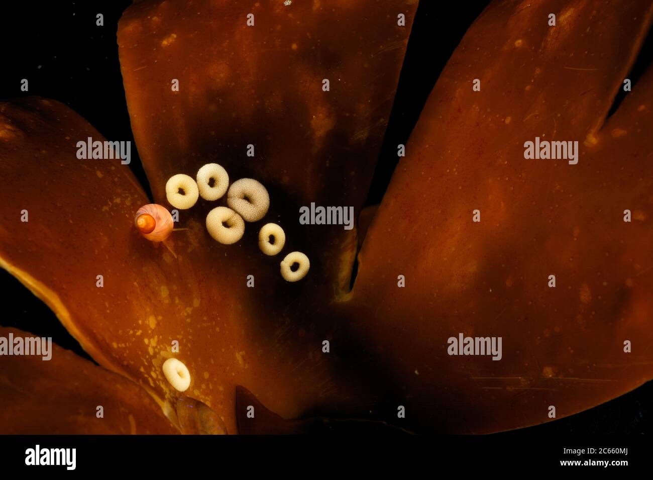 Snail eggs hi-res stock photography and images - Alamy