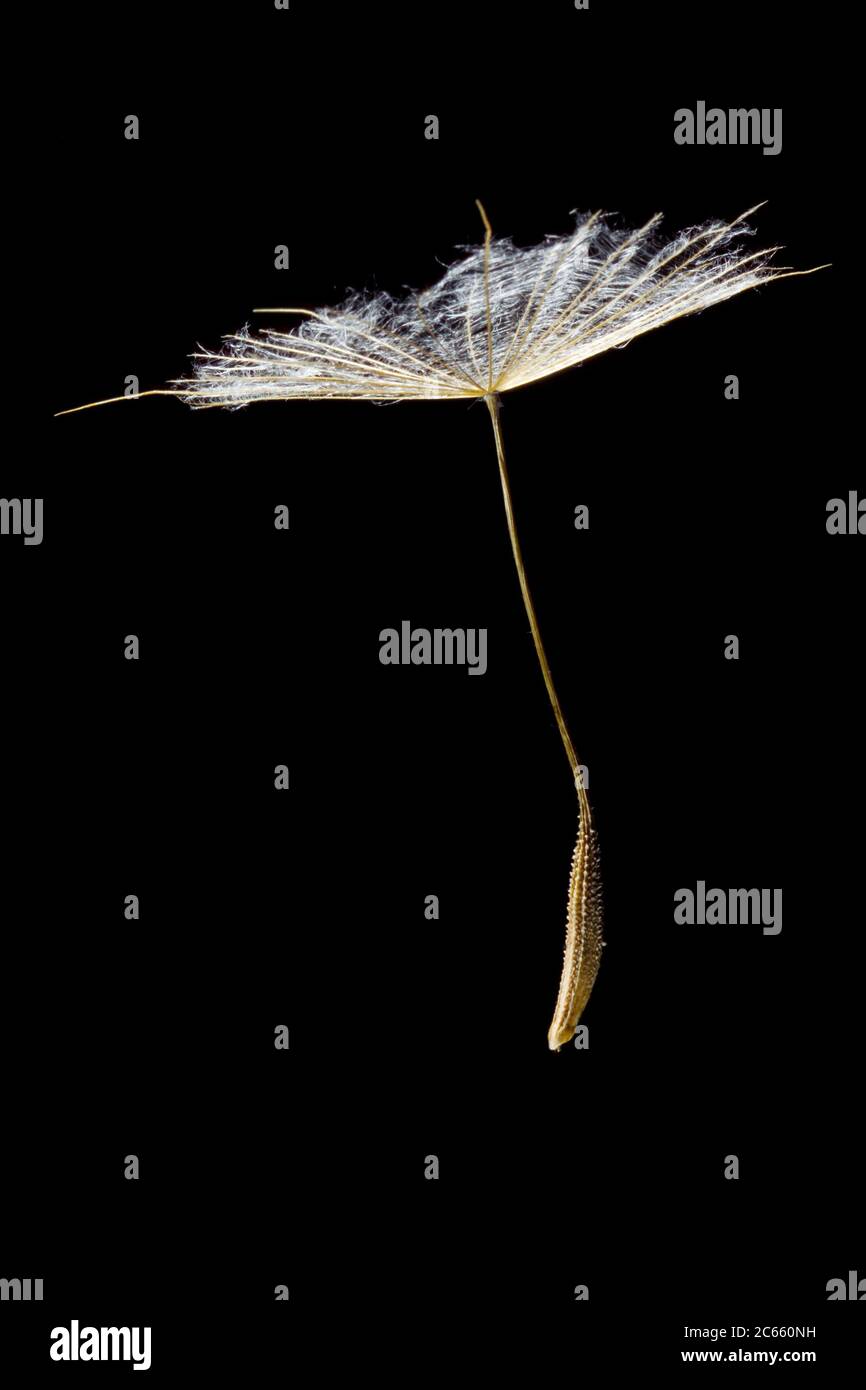 Seed of Goatsbeard, Tragopogon pratensis Stock Photo - Alamy