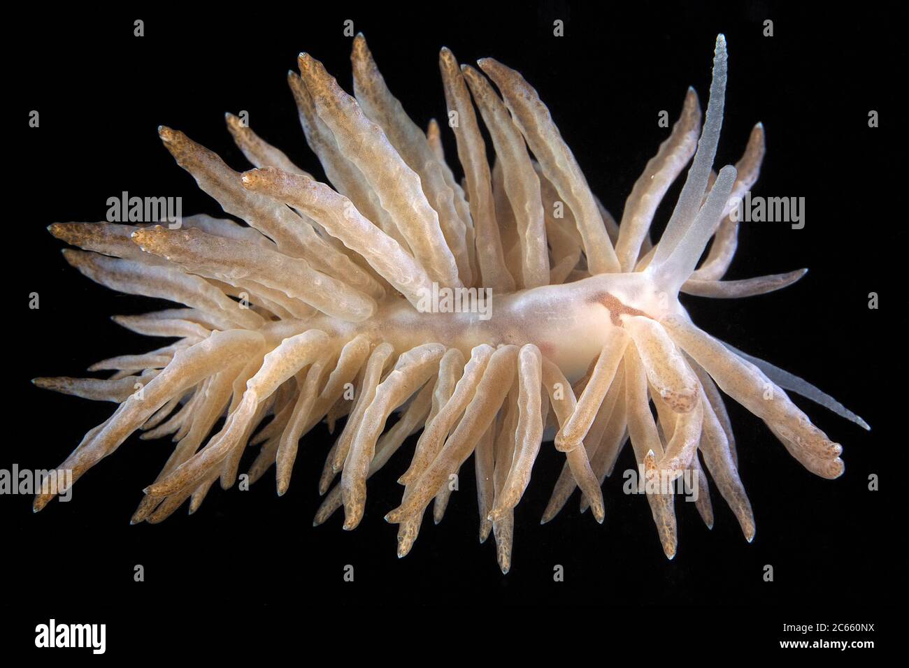 Sea slug, Phyllodesmium briareum Stock Photo - Alamy