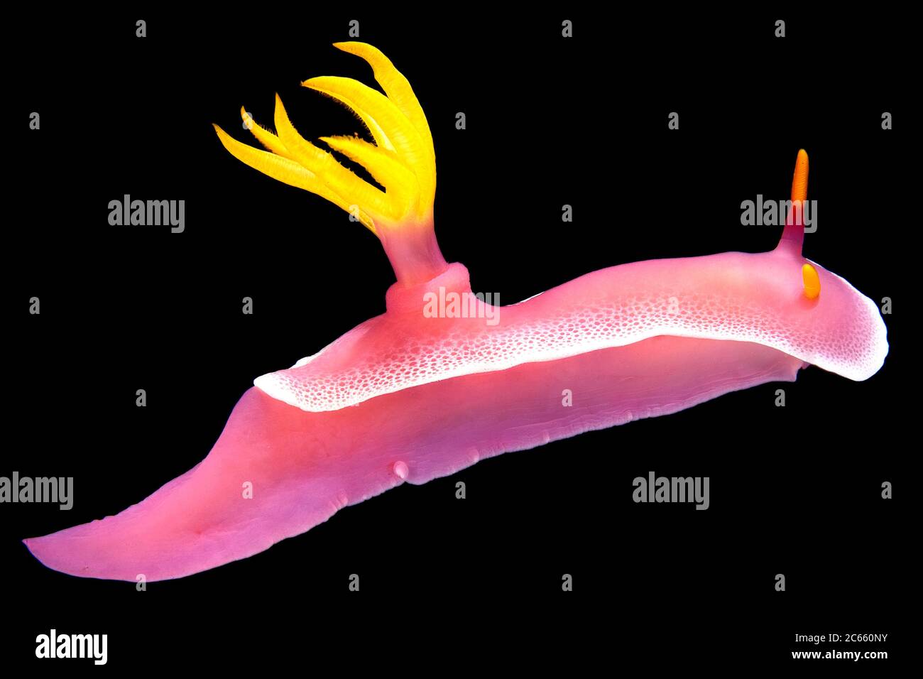 Bright pink sea slug hi-res stock photography and images - Alamy