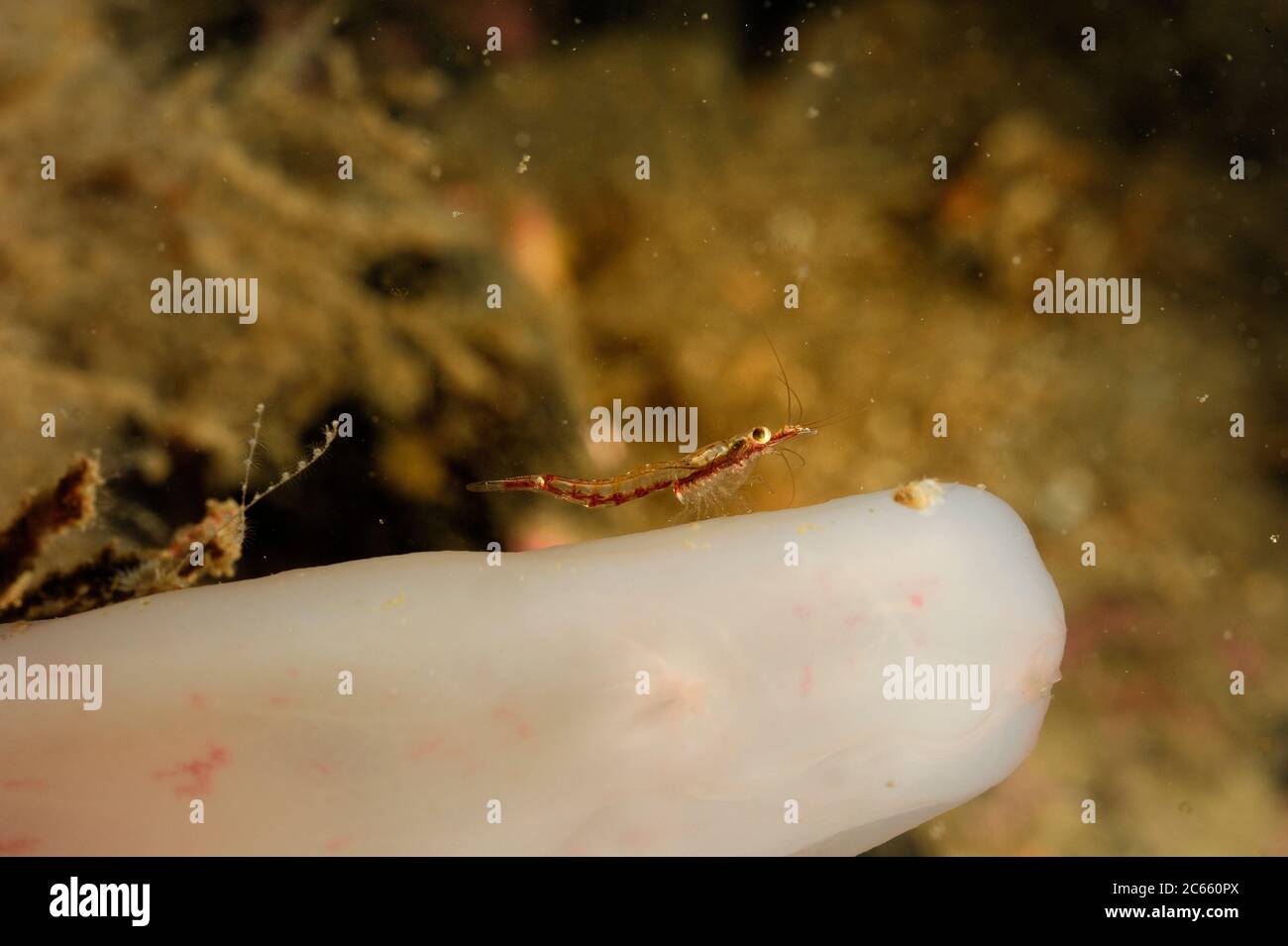 Hemimysis hi-res stock photography and images - Alamy