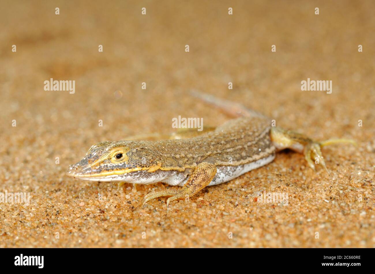 Shovel snouted lizards hi-res stock photography and images - Alamy