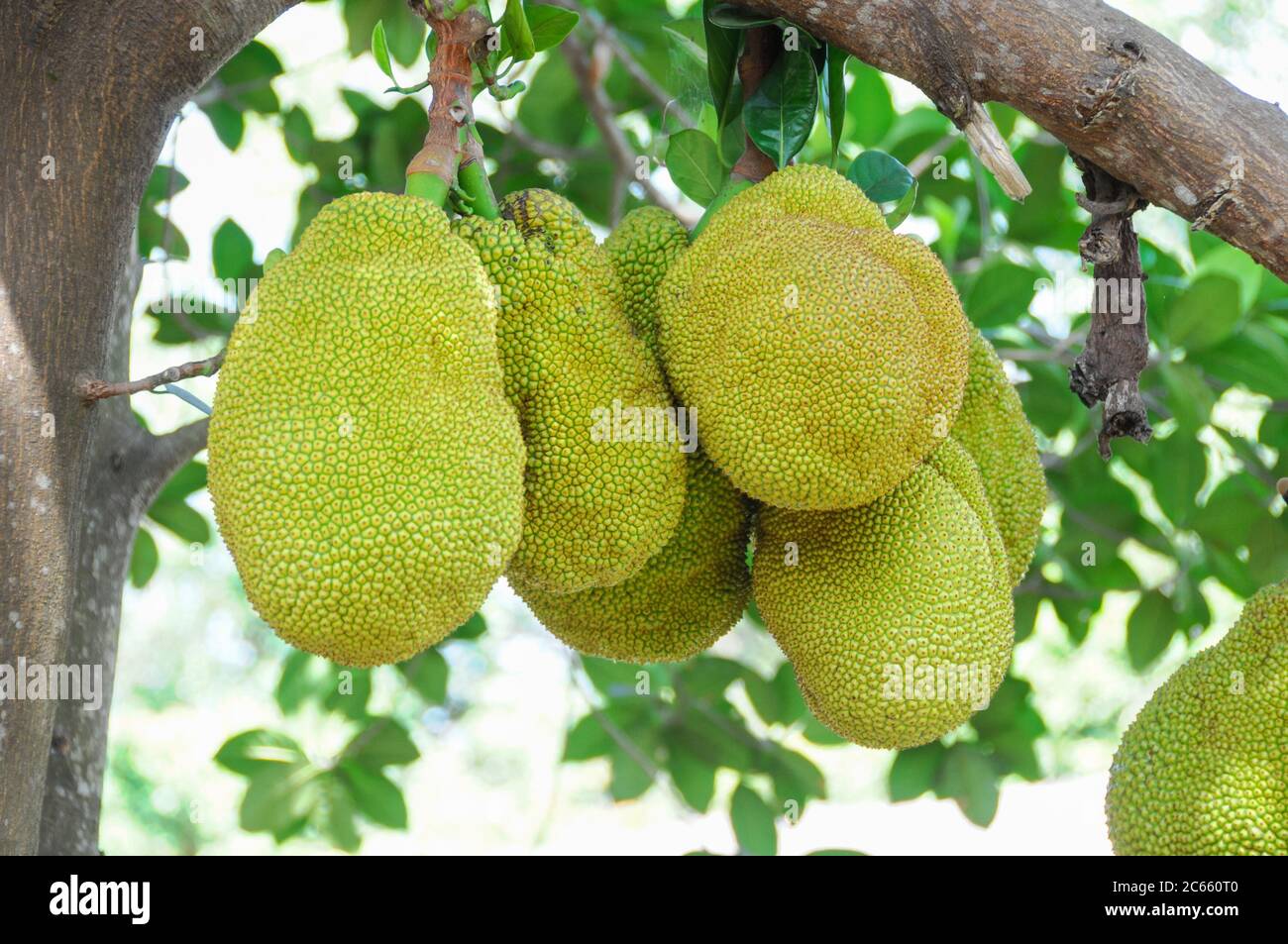 Green Jackfruit on the Tree in Vietnam Jungle Stock Photo - Alamy
