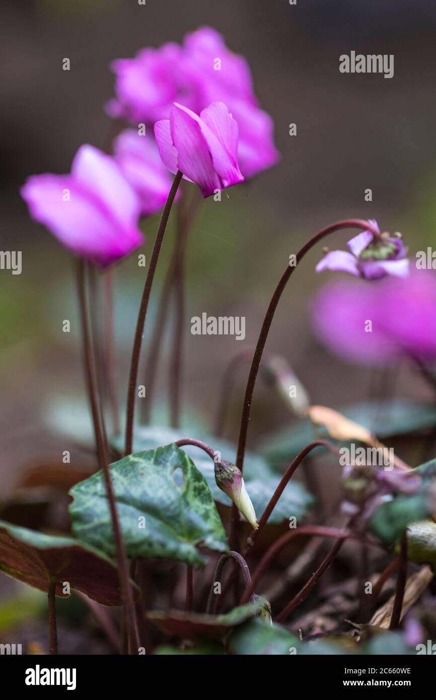 Purple cyclamen flower Stock Photo - Alamy
