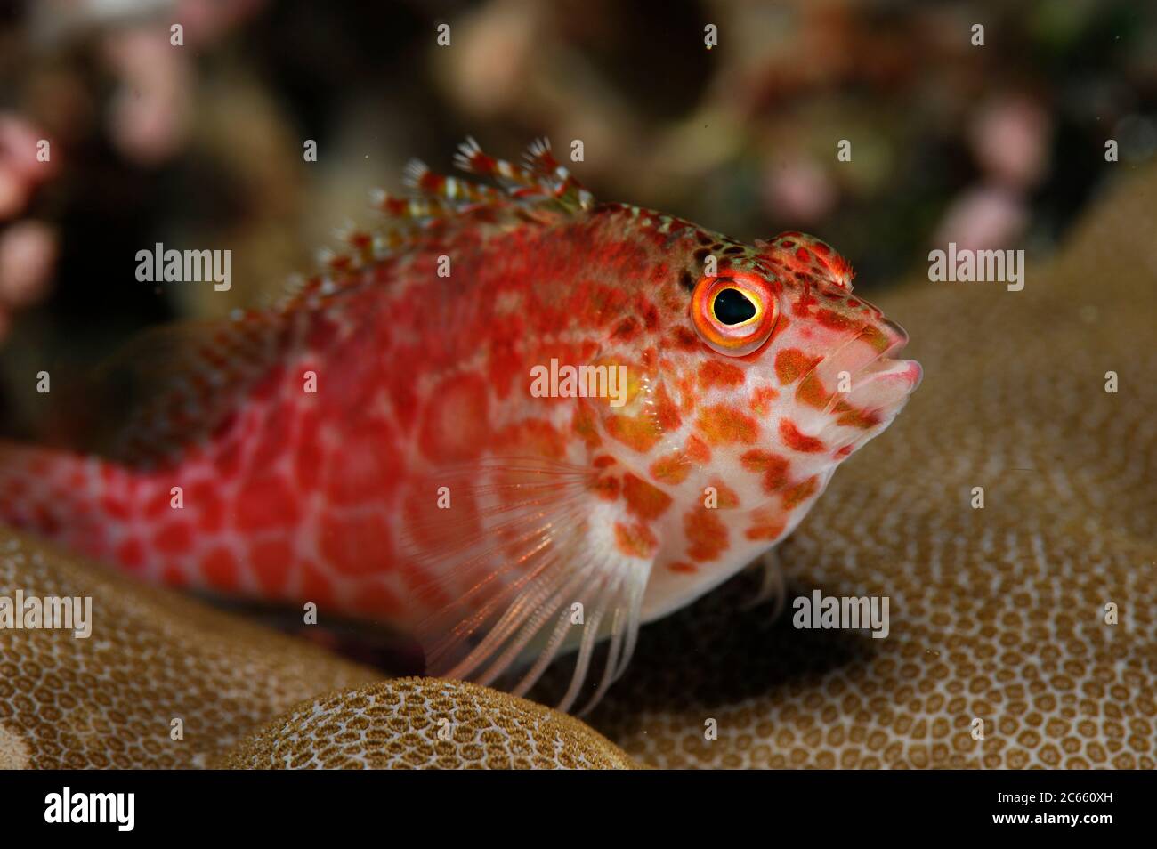 Spotted hawkfish (Cirrhitichthys aprinus) Raja Ampat, West Papua ...