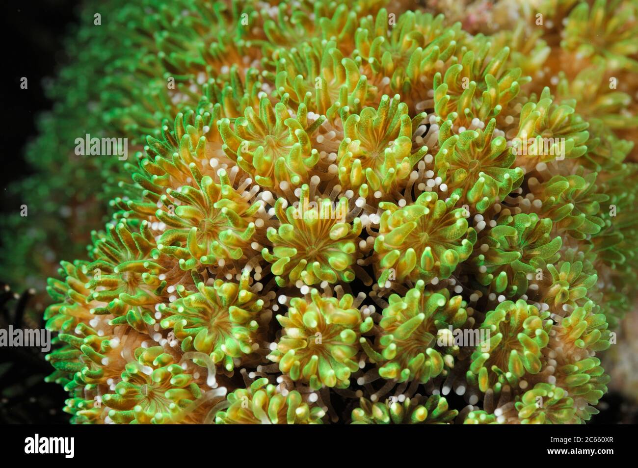 Star Coral (Astroides calycularis) Raja Ampat, West Papua, Indonesia ...