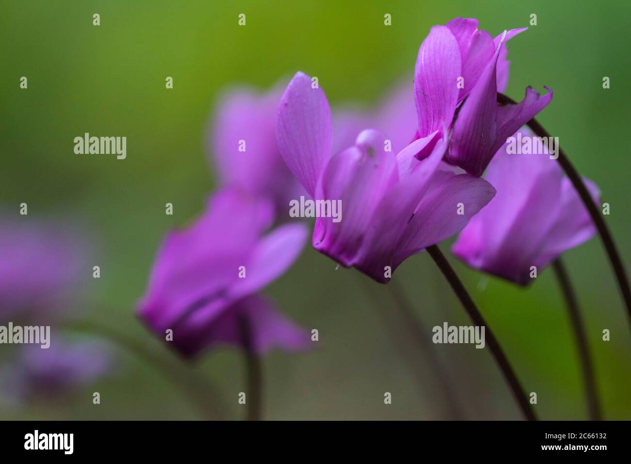 Alpine european purple cyclamen hi-res stock photography and images - Alamy