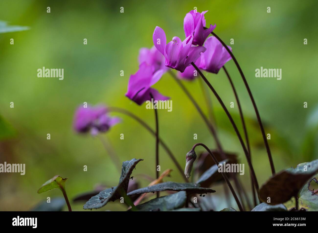 Alpine european purple cyclamen hi-res stock photography and images - Alamy