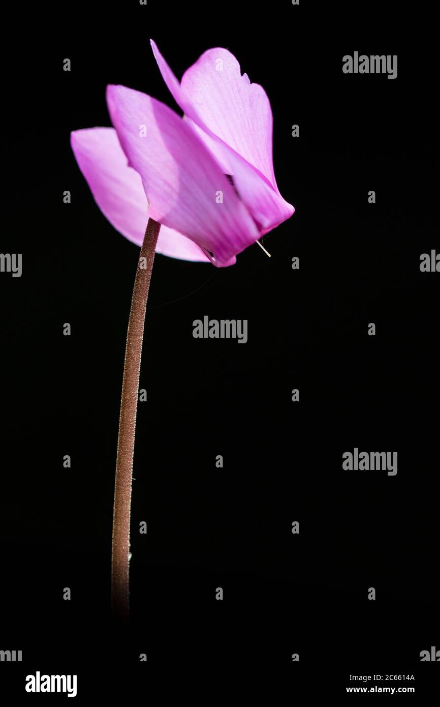 Alpine european purple cyclamen hi-res stock photography and images - Alamy