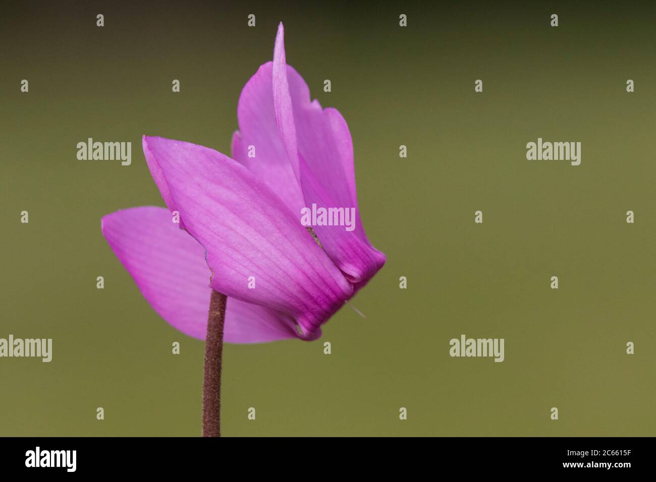 Alpine european purple cyclamen hi-res stock photography and images - Alamy