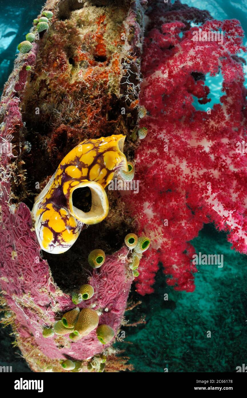 Didemnum molle hi-res stock photography and images - Alamy