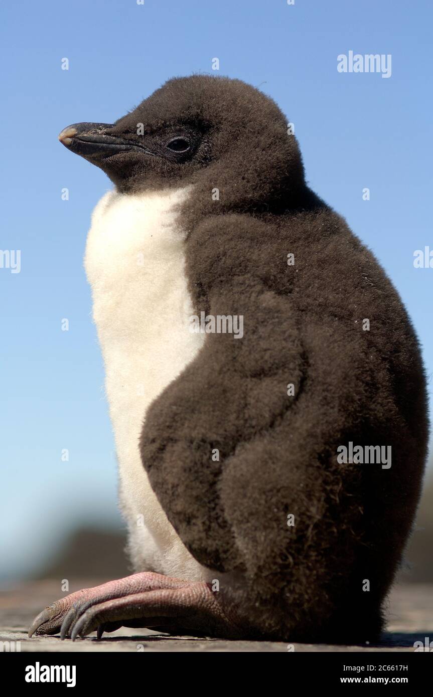 Baby Rockhopper Penguin