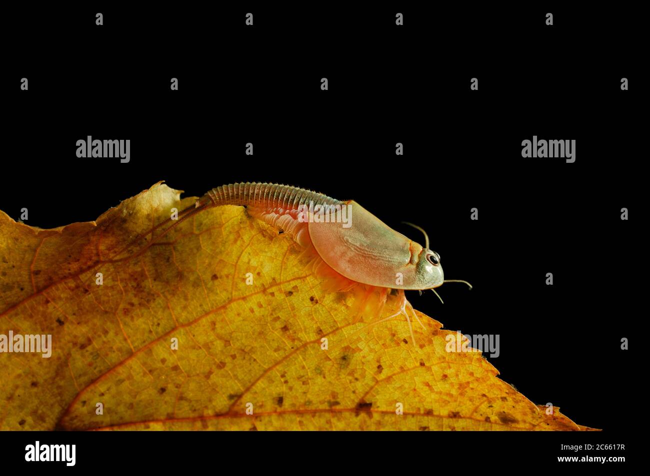 American tadpole shrimp or rice tadpole shrimp hi-res stock photography ...