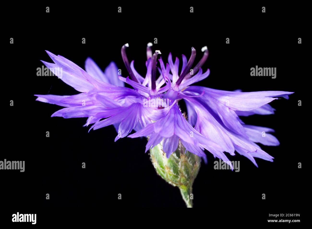 Centaurea cyanus seeds hi-res stock photography and images - Alamy