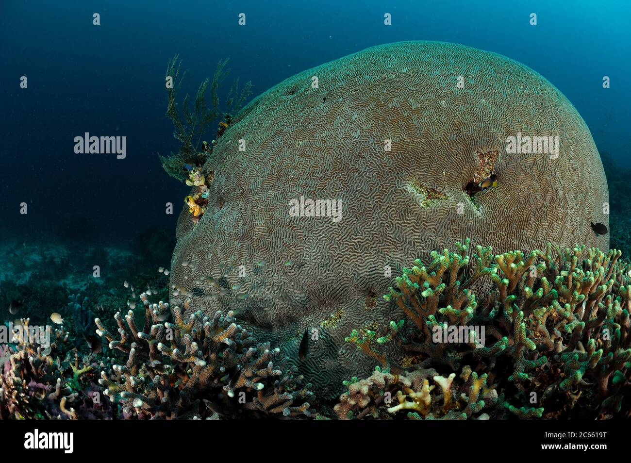 Leptoria Phrygia High Resolution Stock Photography and Images - Alamy