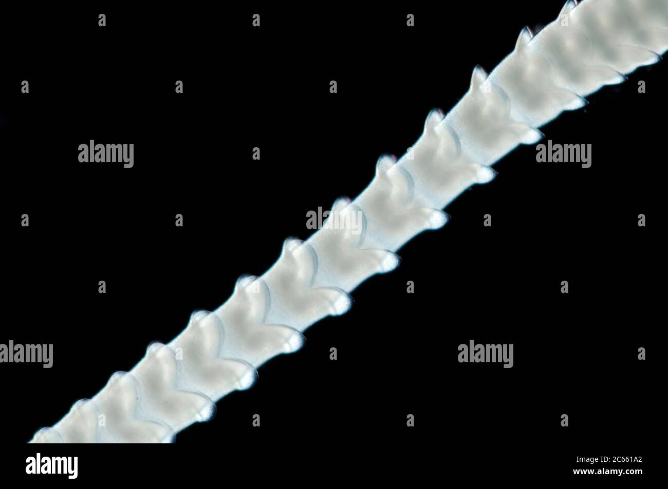 Cestoda hi-res stock photography and images - Alamy