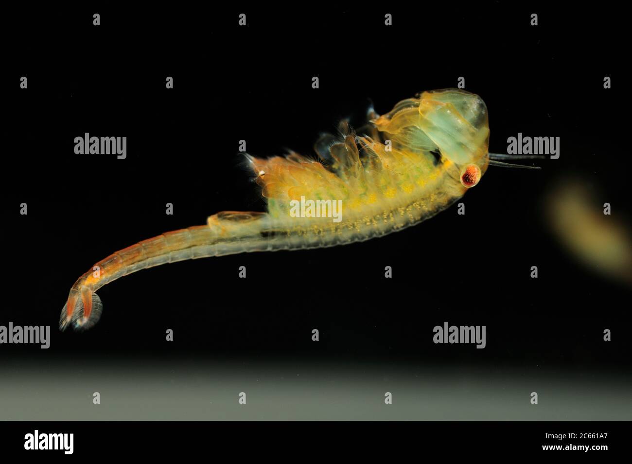 Captive fairy shrimp eubranchipus grubii male hi-res stock photography ...