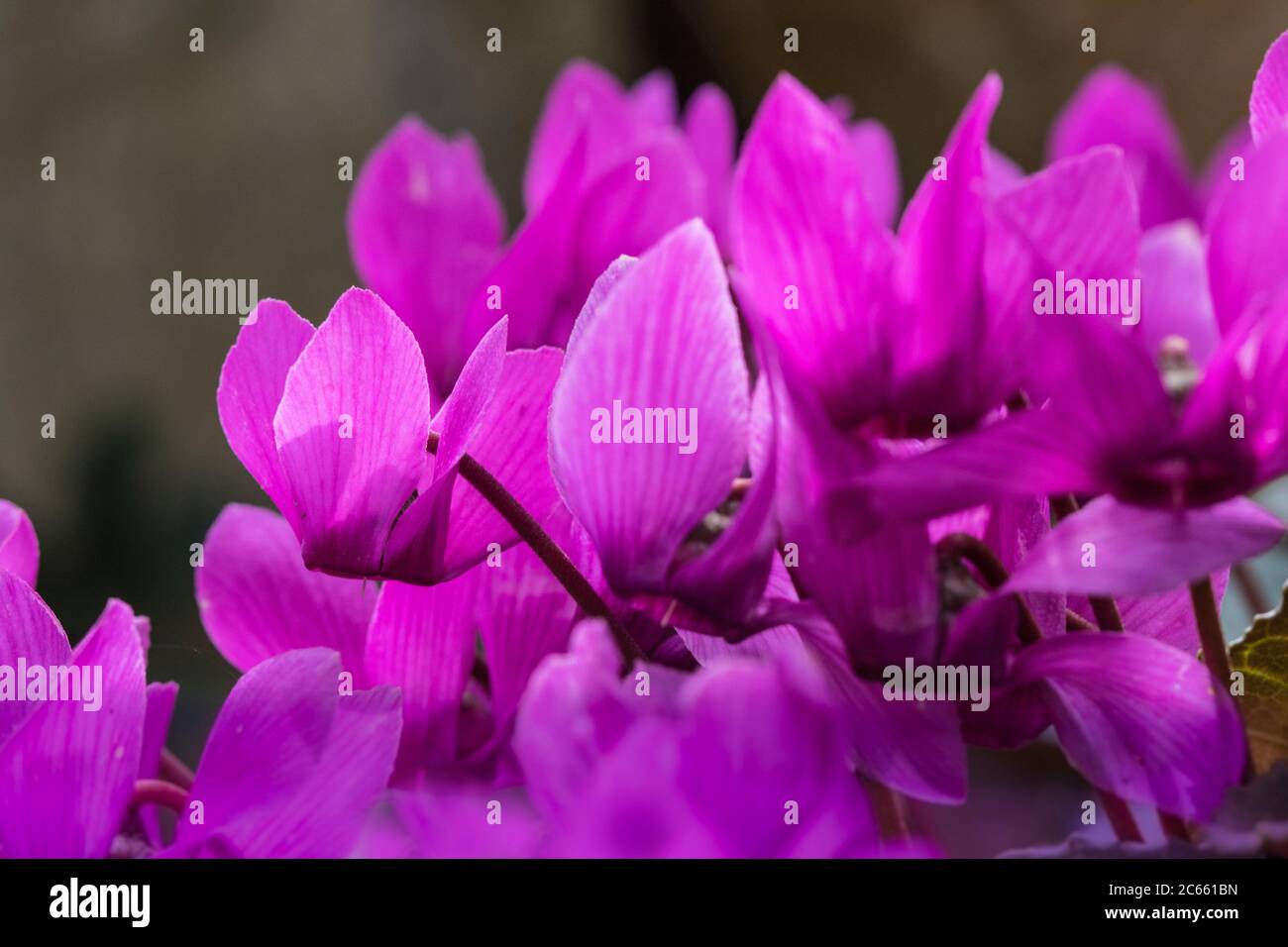 Purple cyclamen flower Stock Photo - Alamy