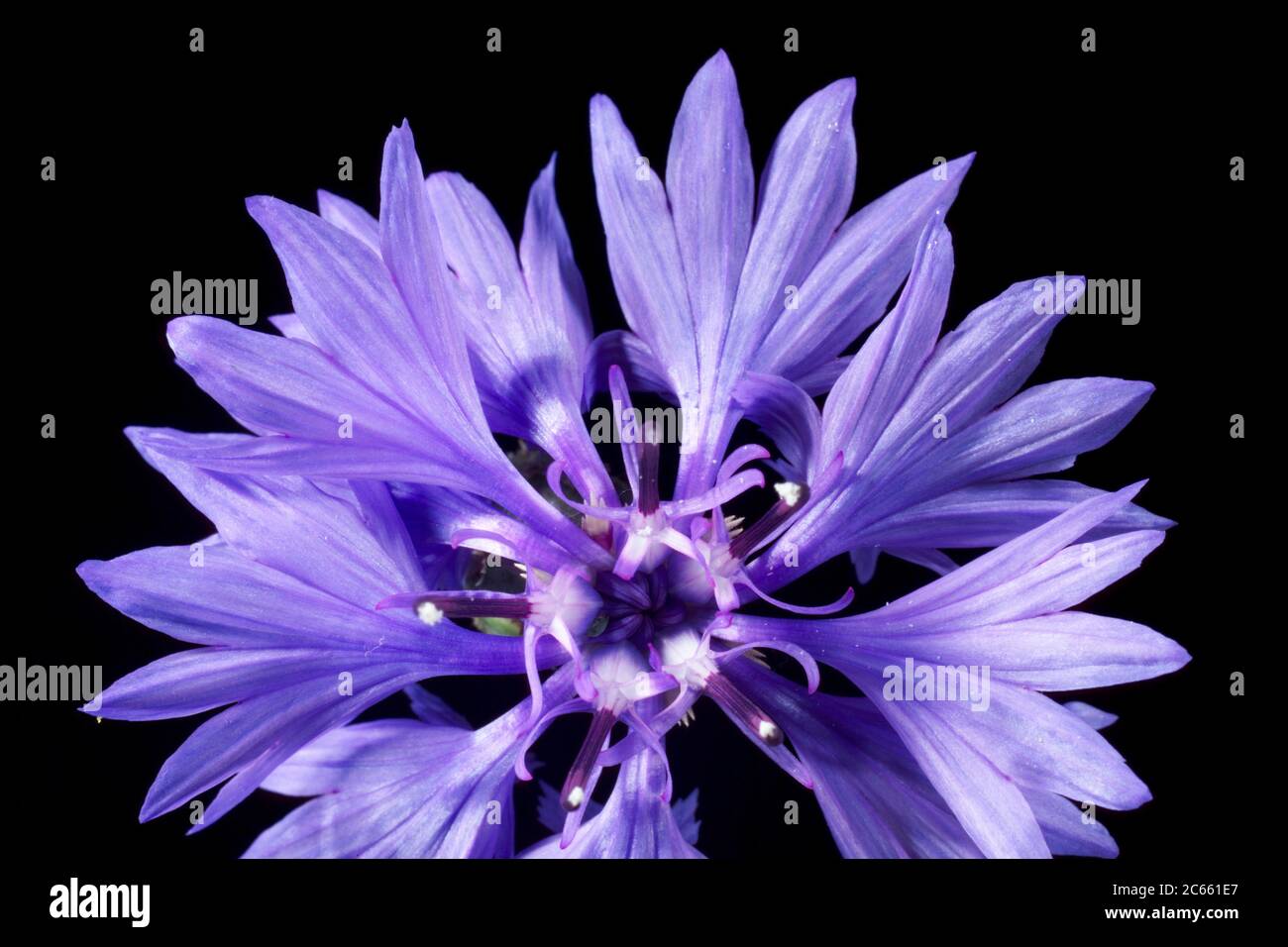 Centaurea cyanus seeds hi-res stock photography and images - Alamy